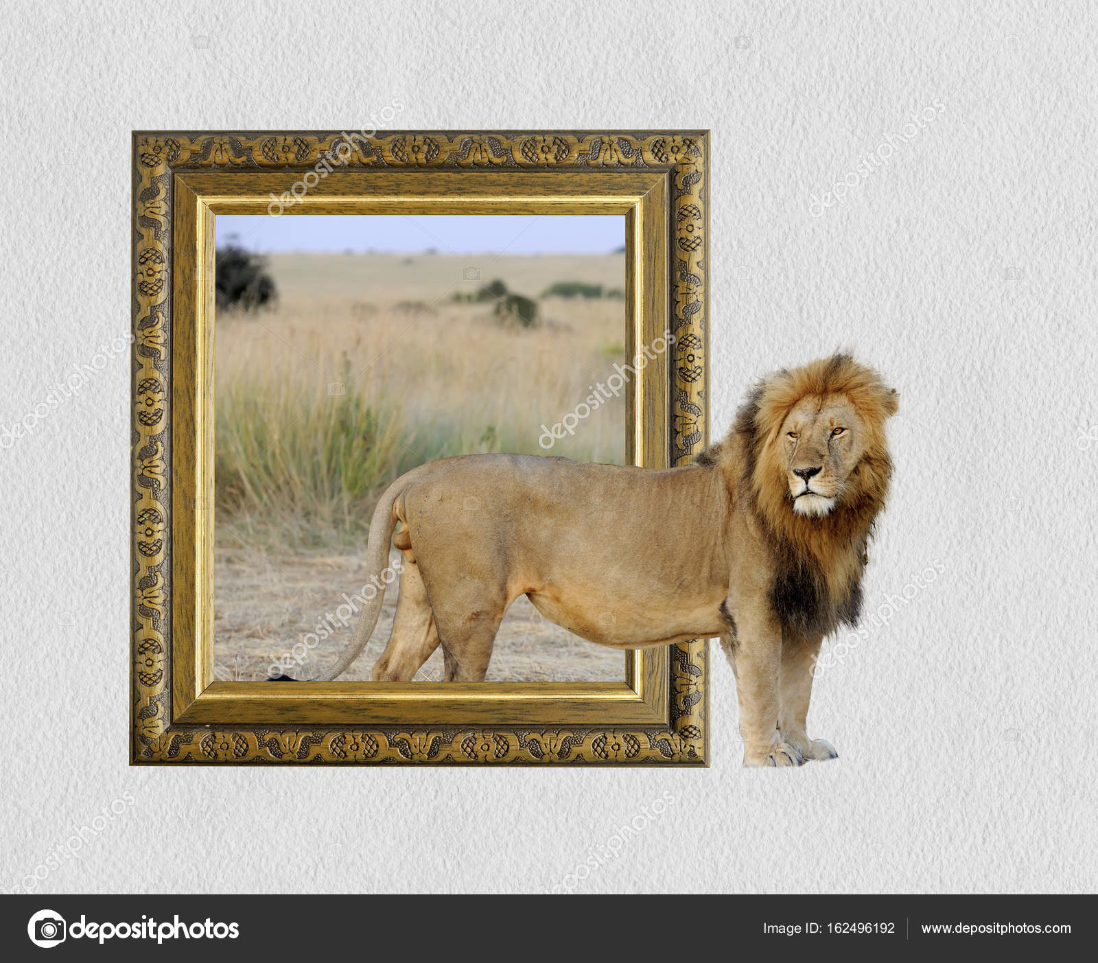 Lion in frame with 3d effect — Stock Photo © VolodymyrBur #162496192