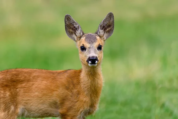 Baby deer — Stock Photo © rozalin #3920855