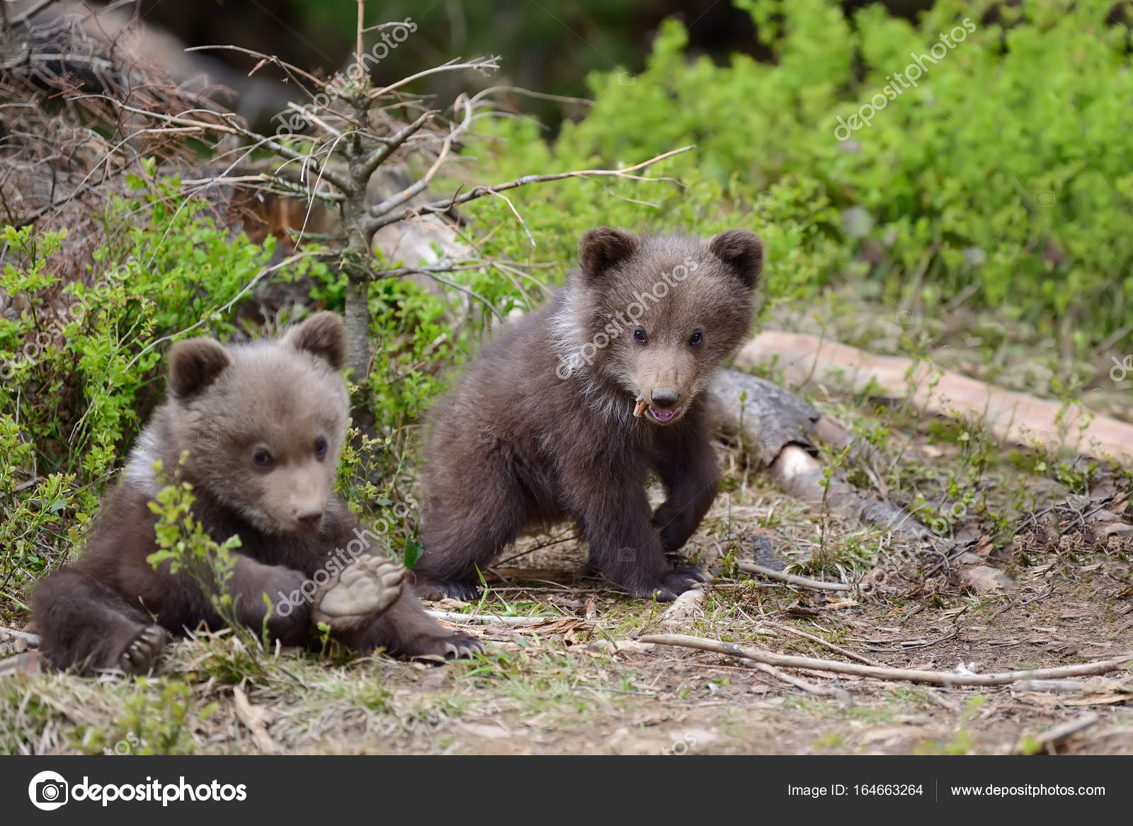 Brown bear cub Stock Photo by ©VolodymyrBur 164663264