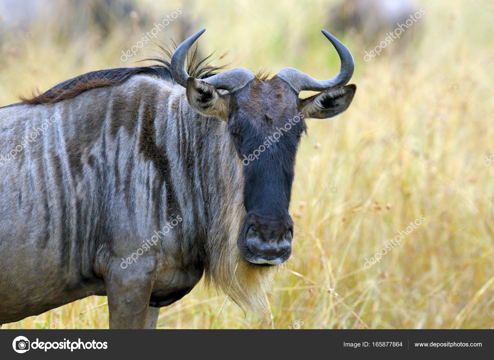Wildebeest Face
