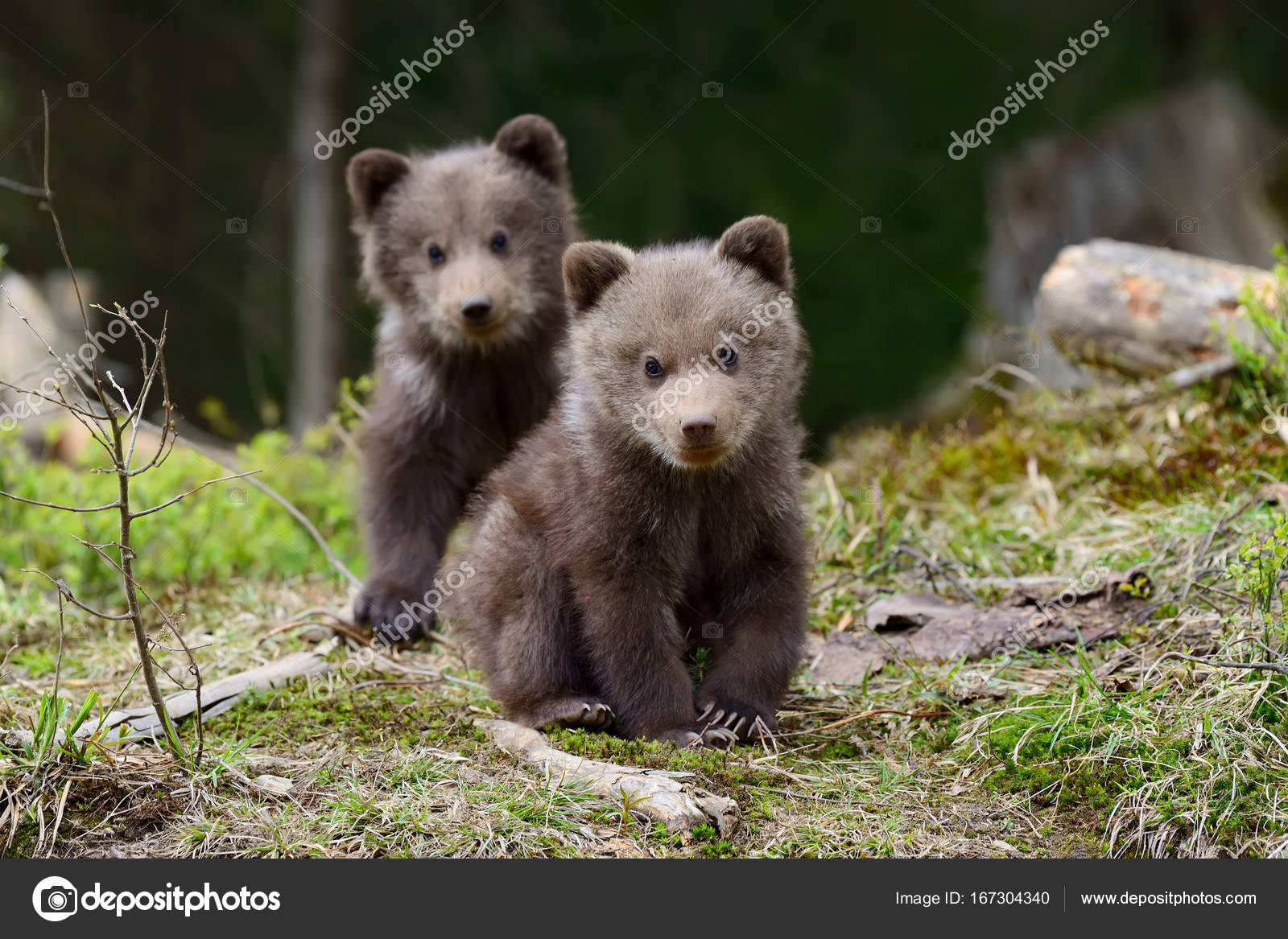 Cachorro oso marrón: fotografía de stock © VolodymyrBur #167304340 ...