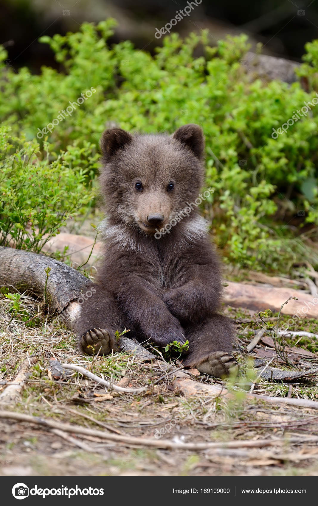Бурый медвежонок: стоковая фотография © VolodymyrBur | Cкачать картинку ...