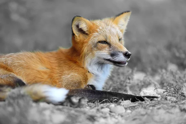 Zorro color fotos de stock, imágenes de Zorro color sin royalties ...