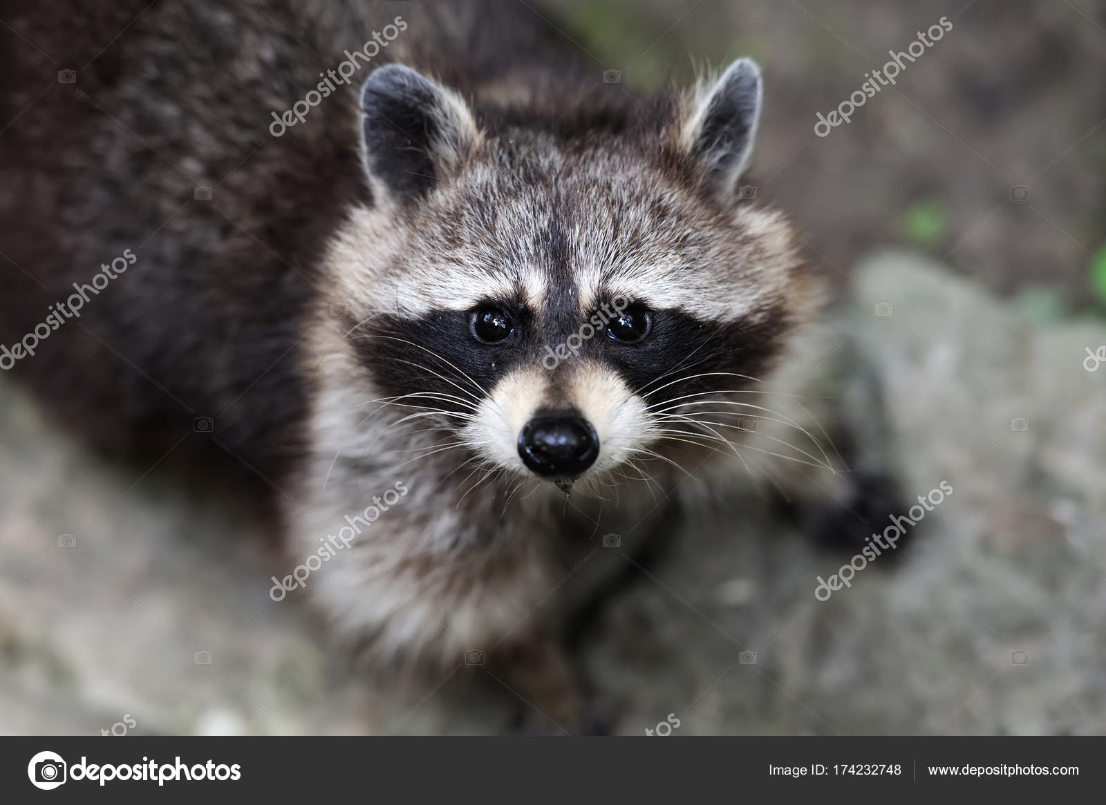 Raccoon in the forest — Stock Photo © VolodymyrBur #174232748