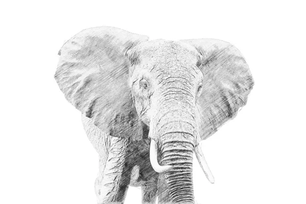 Elephant. Sketch with pencil — Stock Photo © VolodymyrBur #178293080