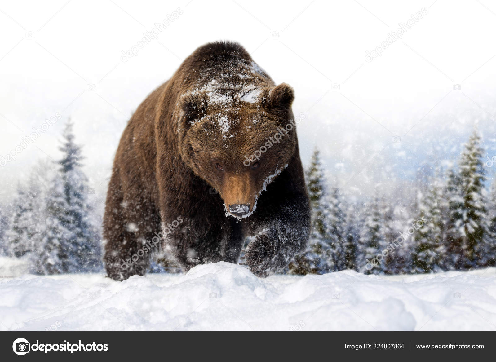 Bear in a snow on winter background Stock Photo by ©VolodymyrBur 324807864