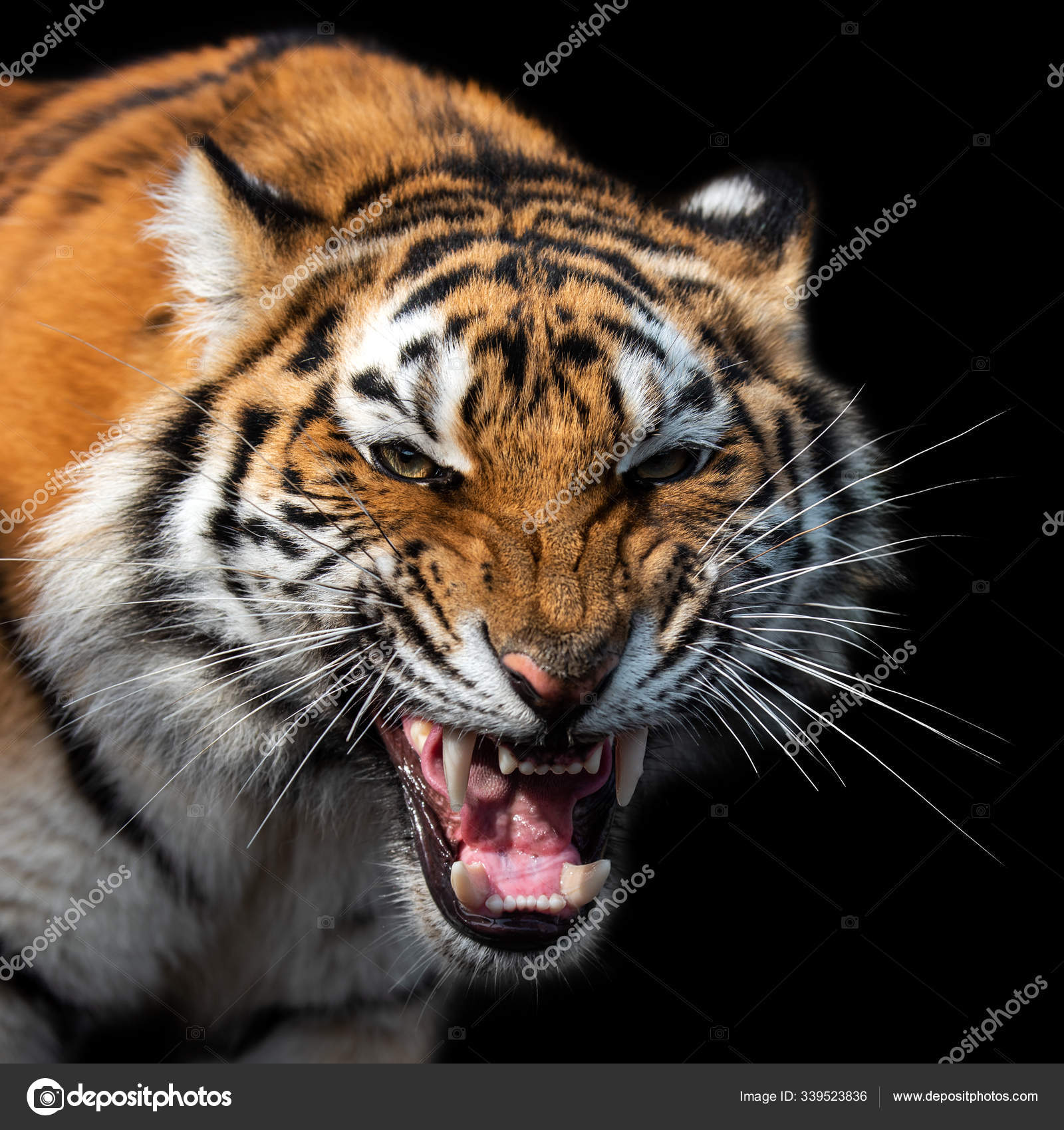 Angry Tiger