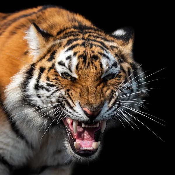 Angry Tiger Backgrounds