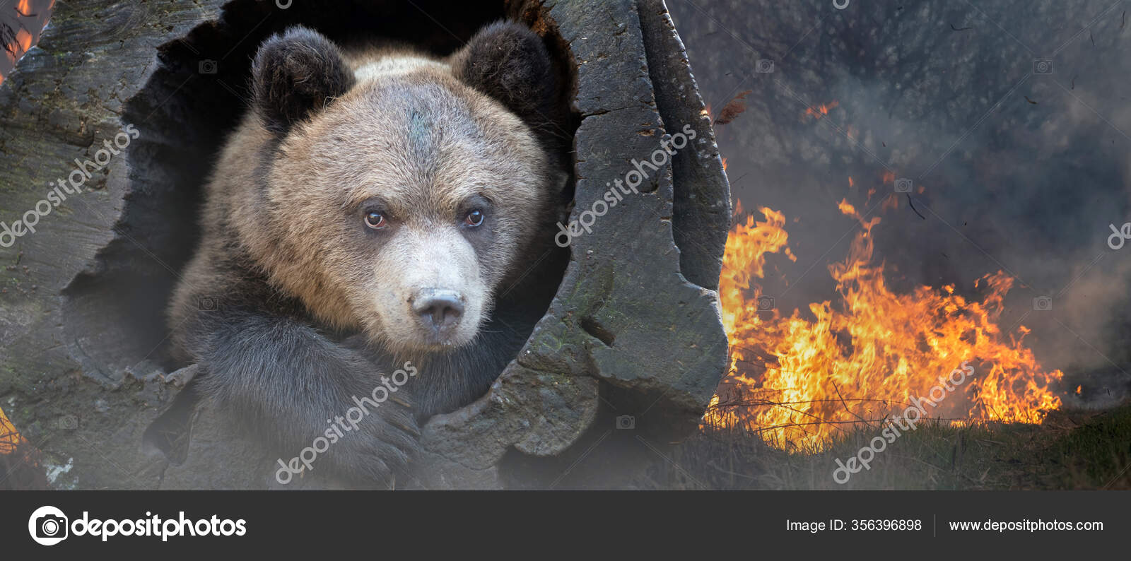 Oso Sobre Fondo Bosque Llamas Animal Salvaje Medio Del Fuego — Foto de ...
