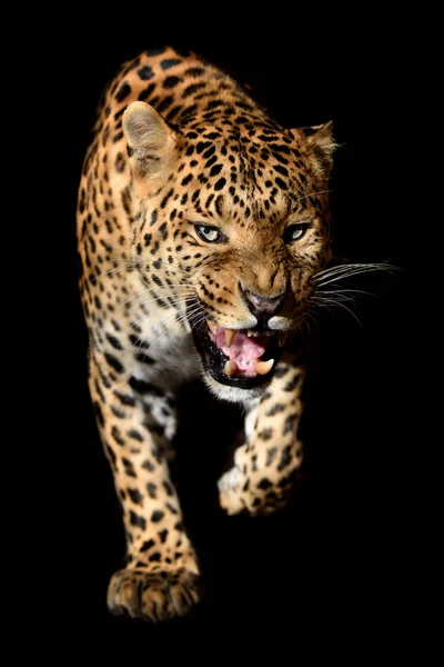 Angry Leopard Wallpaper