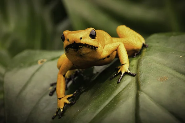 Yellow Frogs