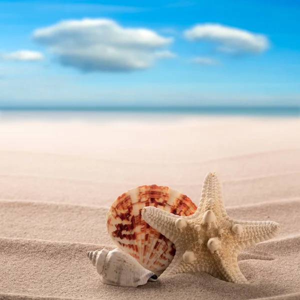 Shells and Starfish on Beach Stock Photo by ©yellek 2740248