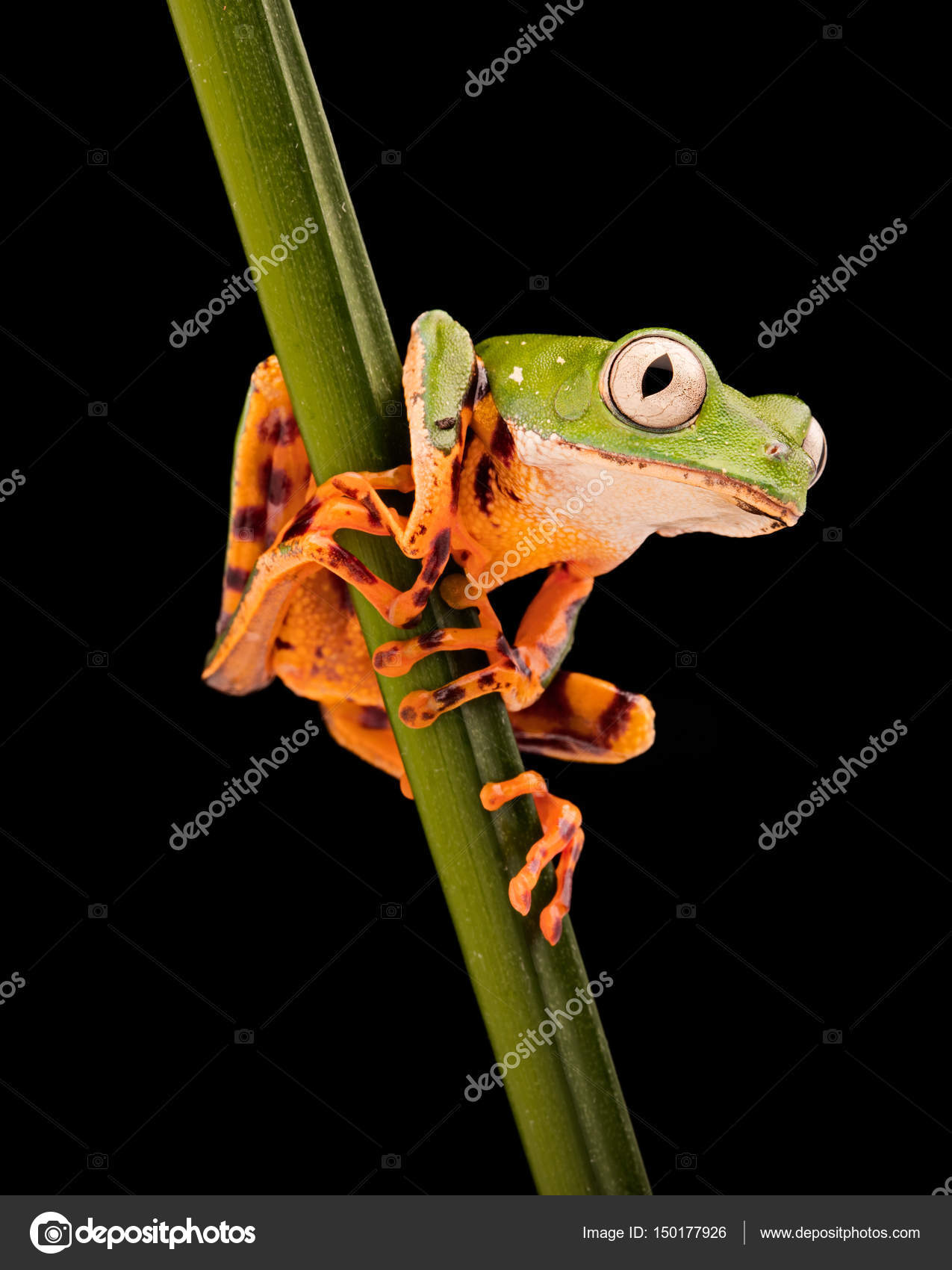 Tiger leg monkey tree frog Stock Photo by ©kikkerdirk 150177926