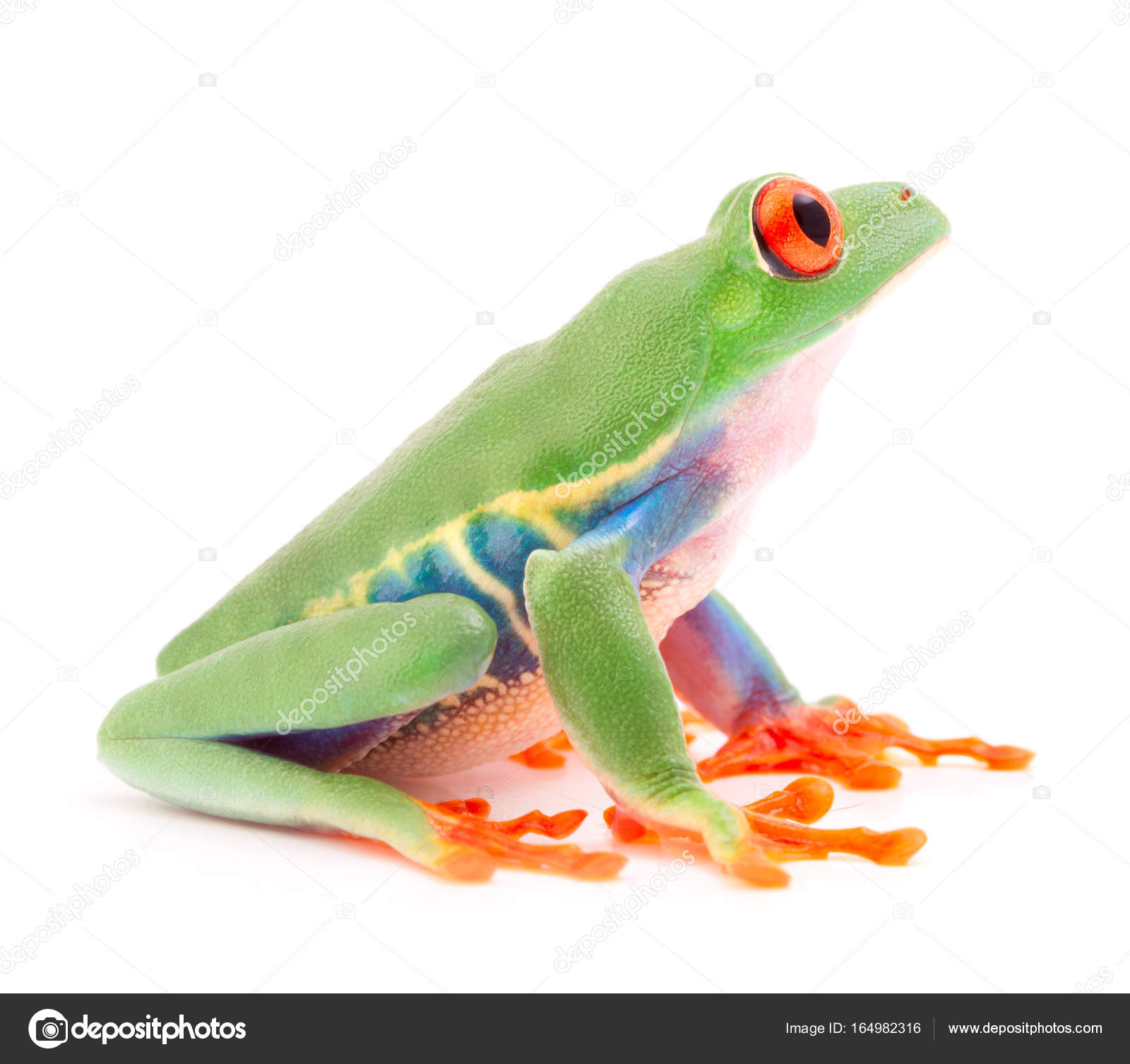 Red eyed monkey tree frog — Stock Photo © kikkerdirk #164982316