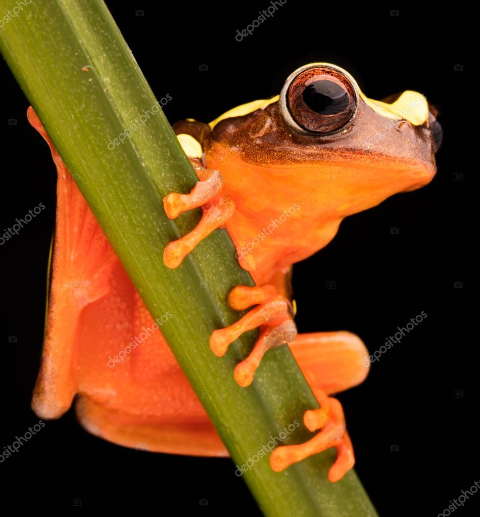 Hoja o rana arborícola, Dendropsophus leucophyllatus. Treefrog con ...