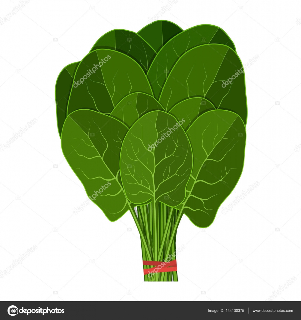 Ramo de espinacas frescas de cerca . Vector de stock por ©drogatnev ...