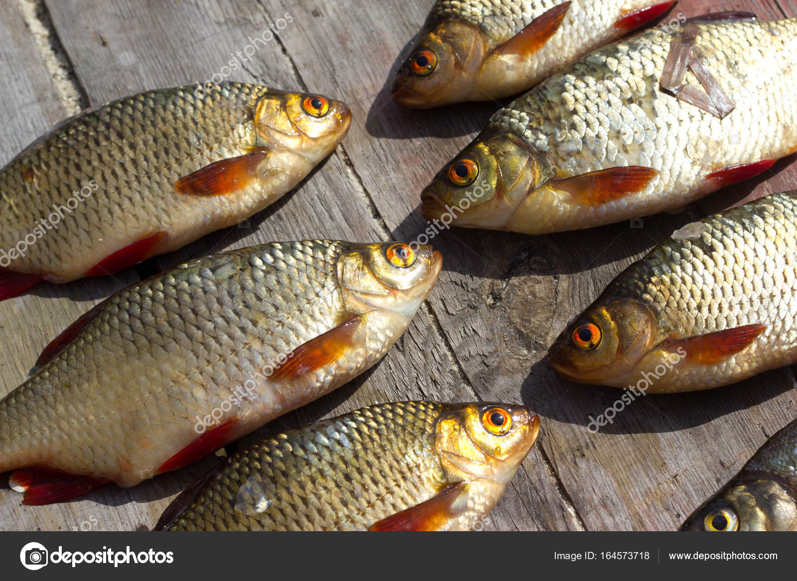 Fresh fish European roach — Stock Photo © Iraidka #164573718
