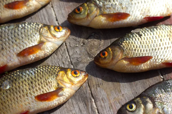 Roach fish Images - Search Images on Everypixel