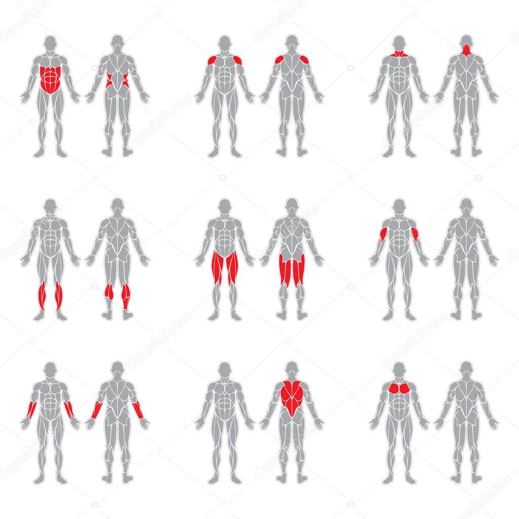 Músculos del cuerpo humano 2024