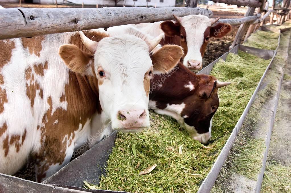 Las vacas lecheras comen ensilado en una granja. 2023