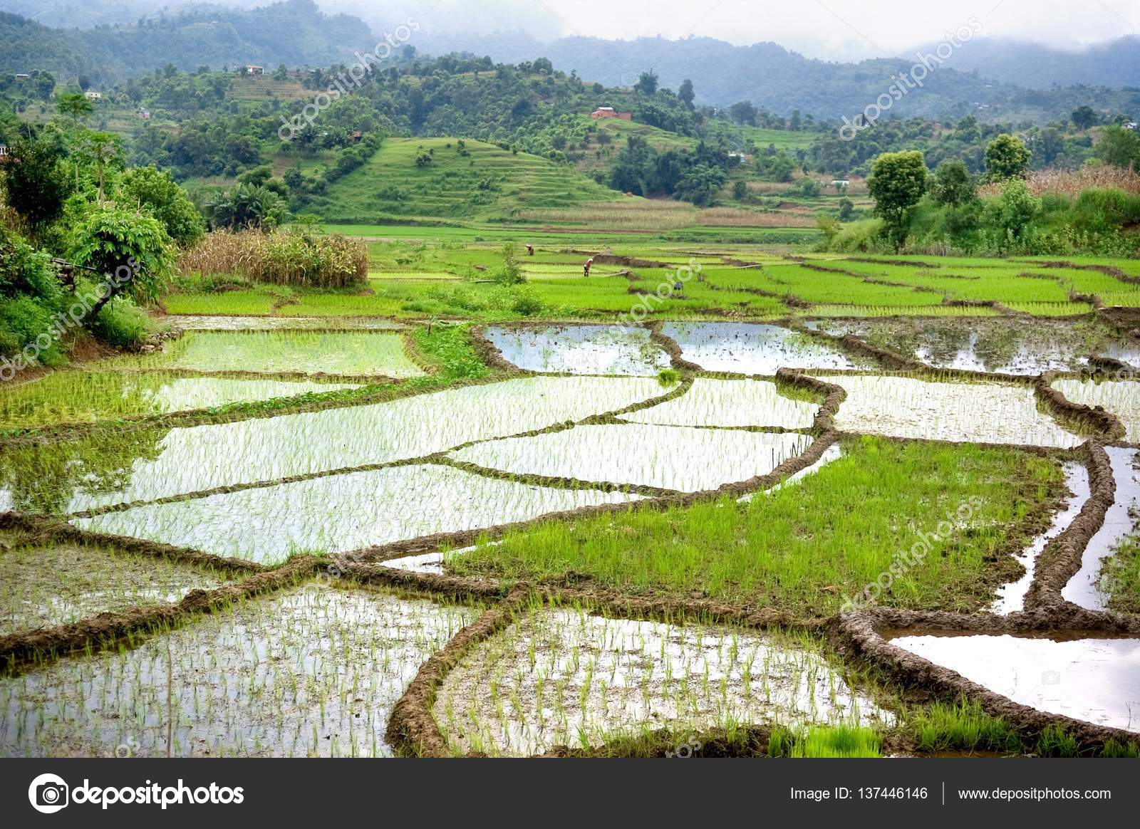 Paddy fields, India Stock Photo by ©Alisa24 137446146