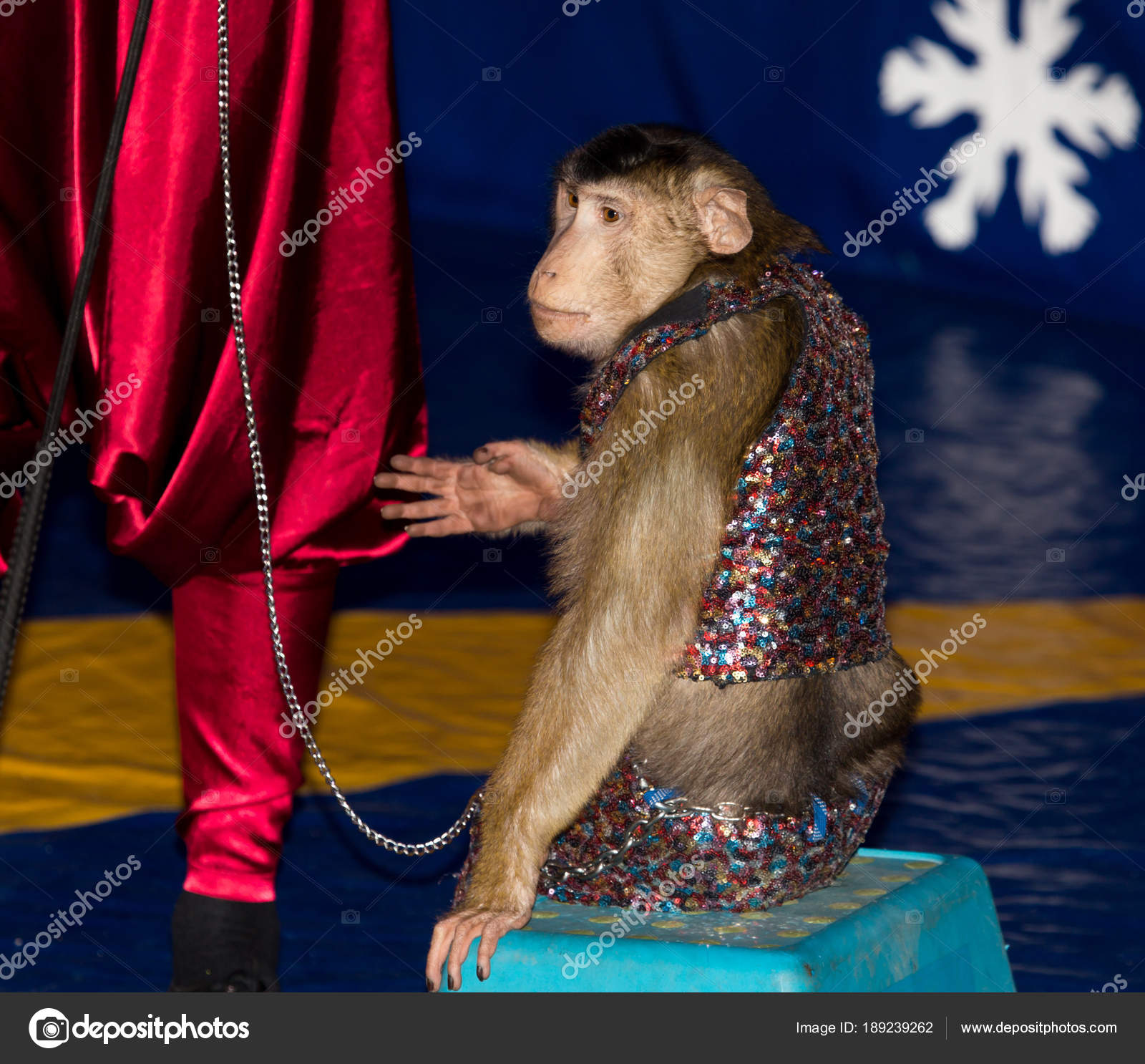 Monkey circus acts — Stock Photo © schankz #189239262