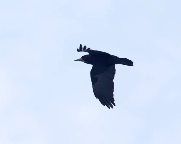 Raven profile Stock Photos, Royalty Free Raven profile Images ...