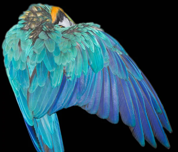 Parrot wings Stock Photos, Royalty Free Parrot wings Images | Depositphotos
