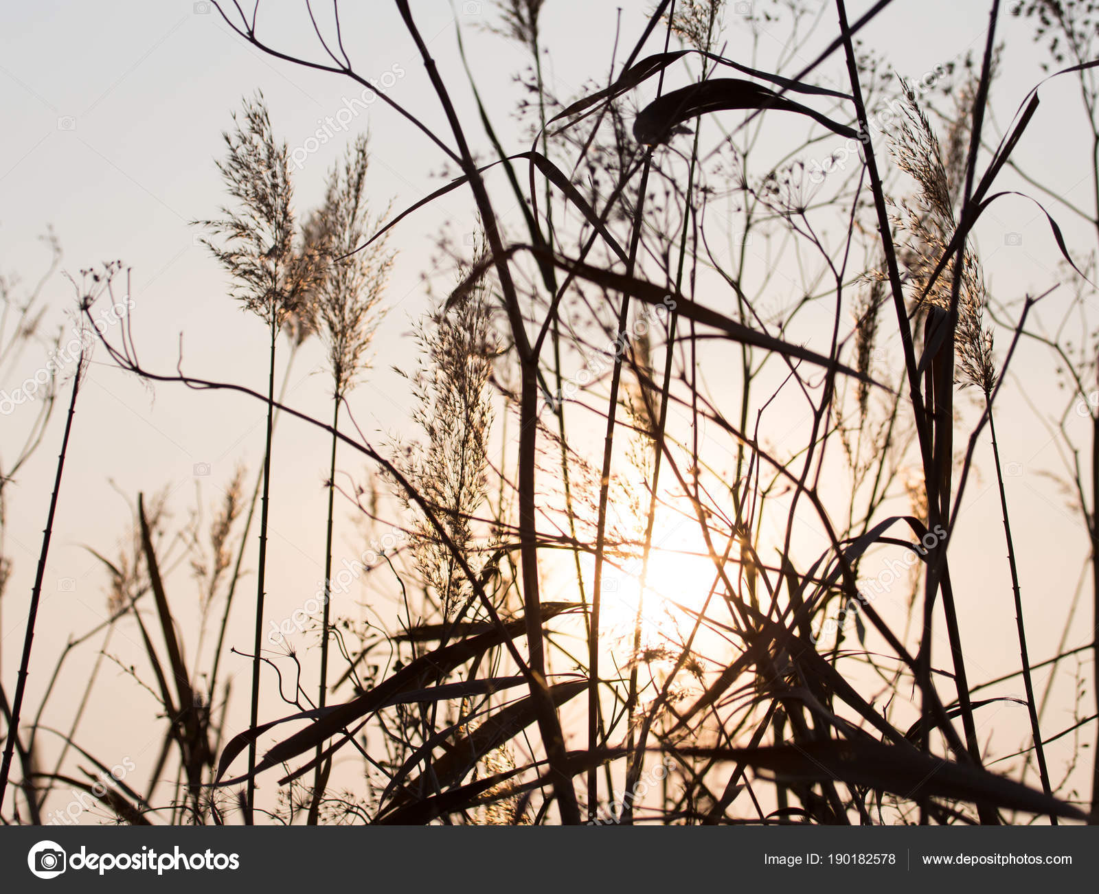 Reeds on a sunset background — Stock Photo © schankz #190182578
