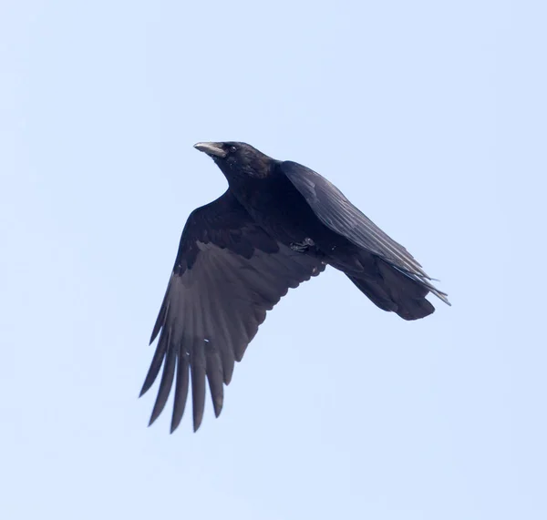 Crows flying Stock Photos, Royalty Free Crows flying Images | Depositphotos