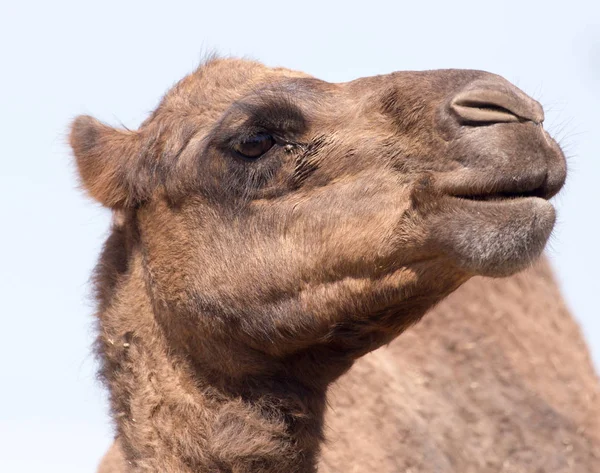 Face of camel | Face of camel — Stock Photo © shanin #3641200