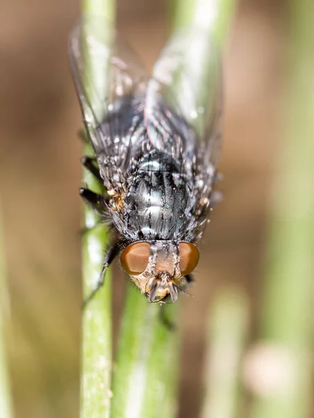 Caca con moscas fotos de stock, imágenes de Caca con moscas sin ...