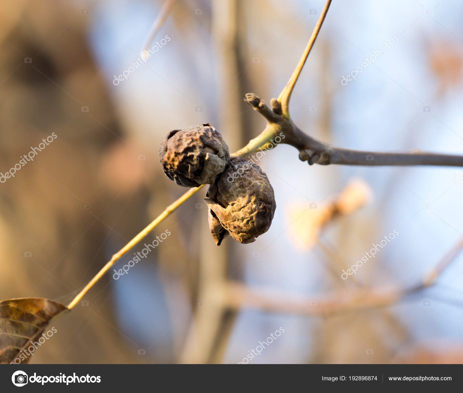 Walnut on the tree in autumn — Stock Photo © schankz #192896874
