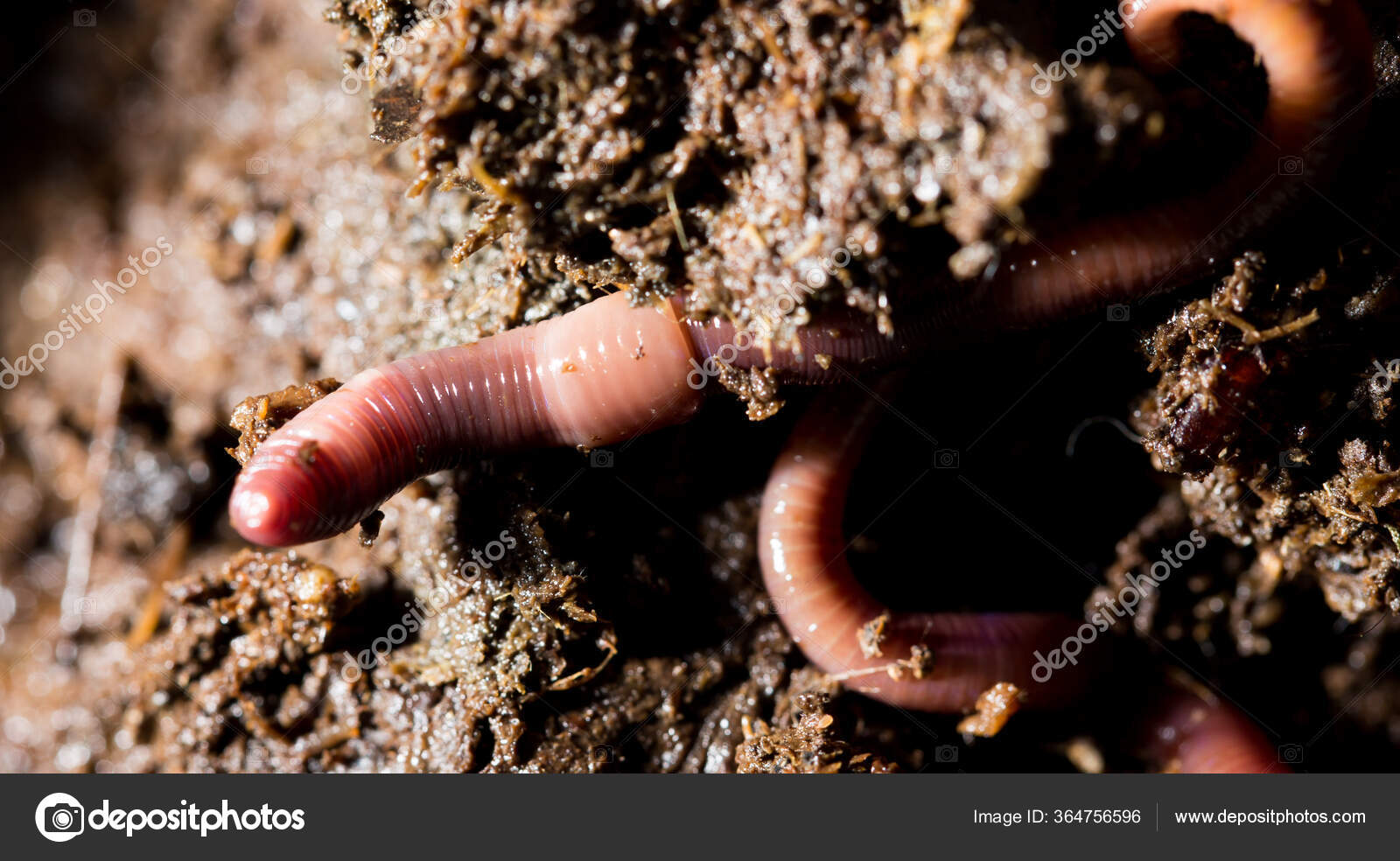 Red Worms Compost Macro Park Nature — Stock Photo © schankz #364756596