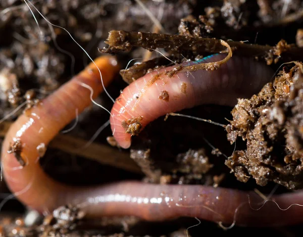 Vermicultura vermes Stock Photos, Royalty Free Vermicultura vermes ...