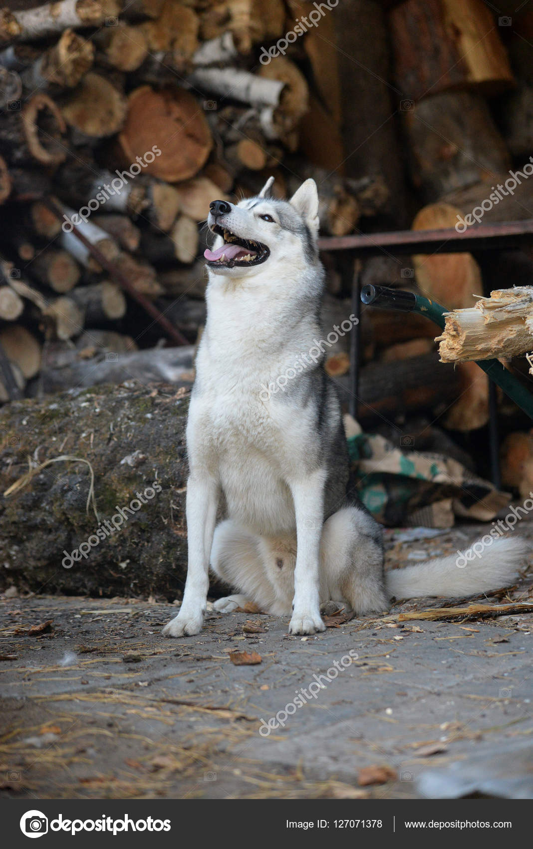 Are Husky Dogs Friendly