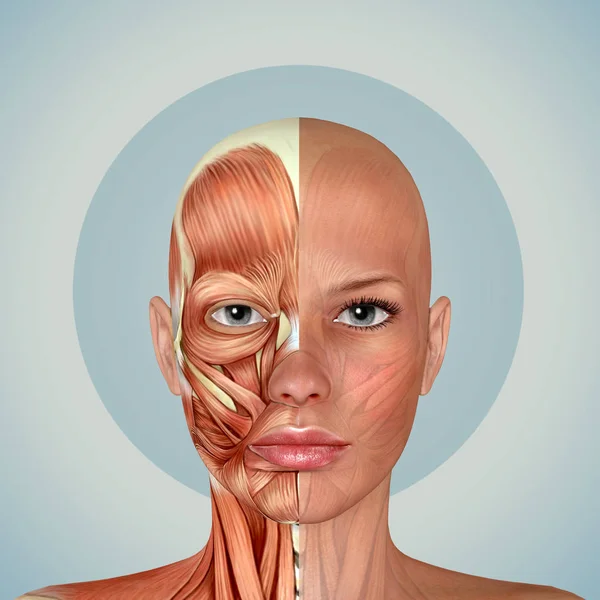 3d illustration of Female Face Muscles Anatomy — Stock Photo ...