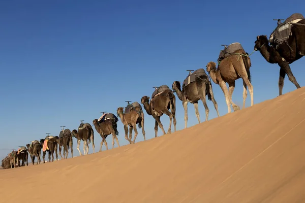 Camel transport Stock Photos, Royalty Free Camel transport Images ...