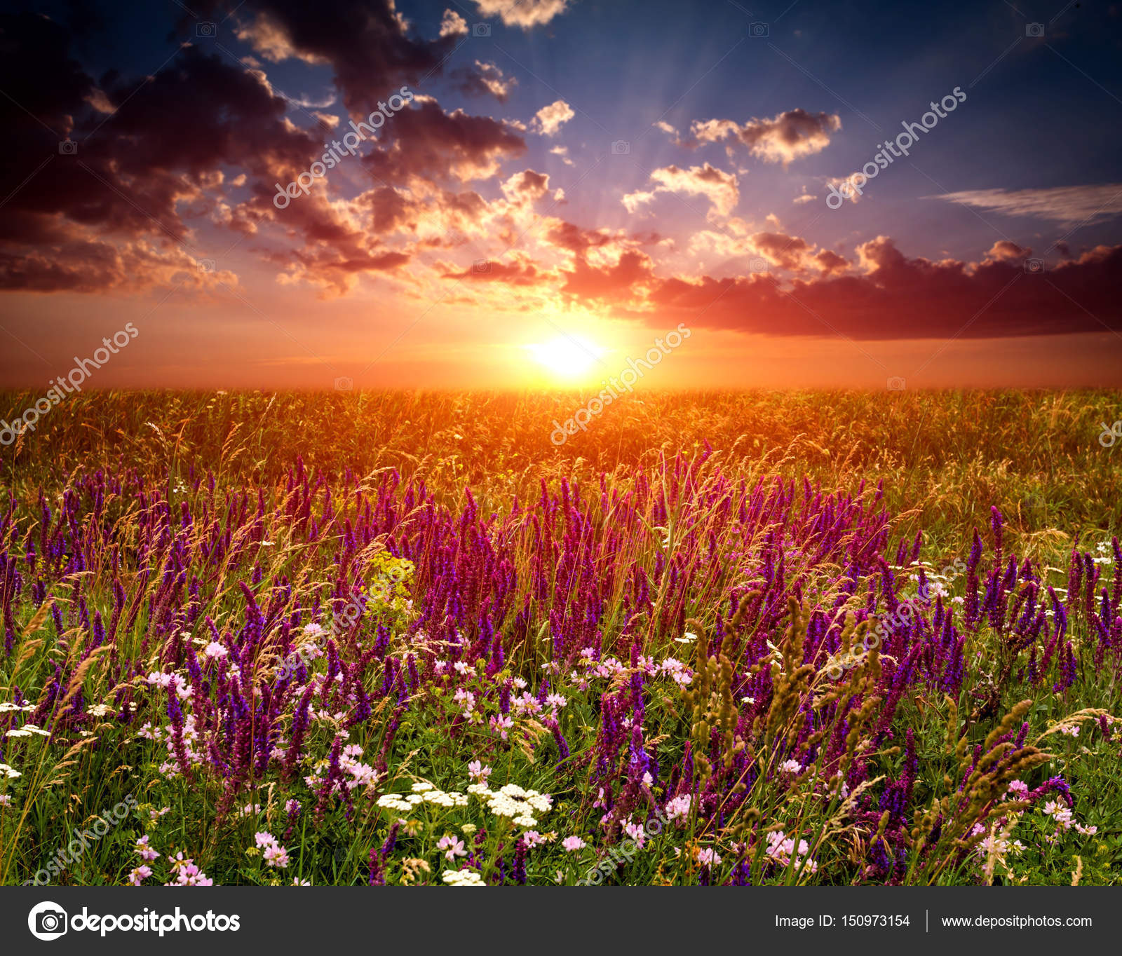 Sunset over flowers meadow Stock Photo by ©pklimenko 150973154