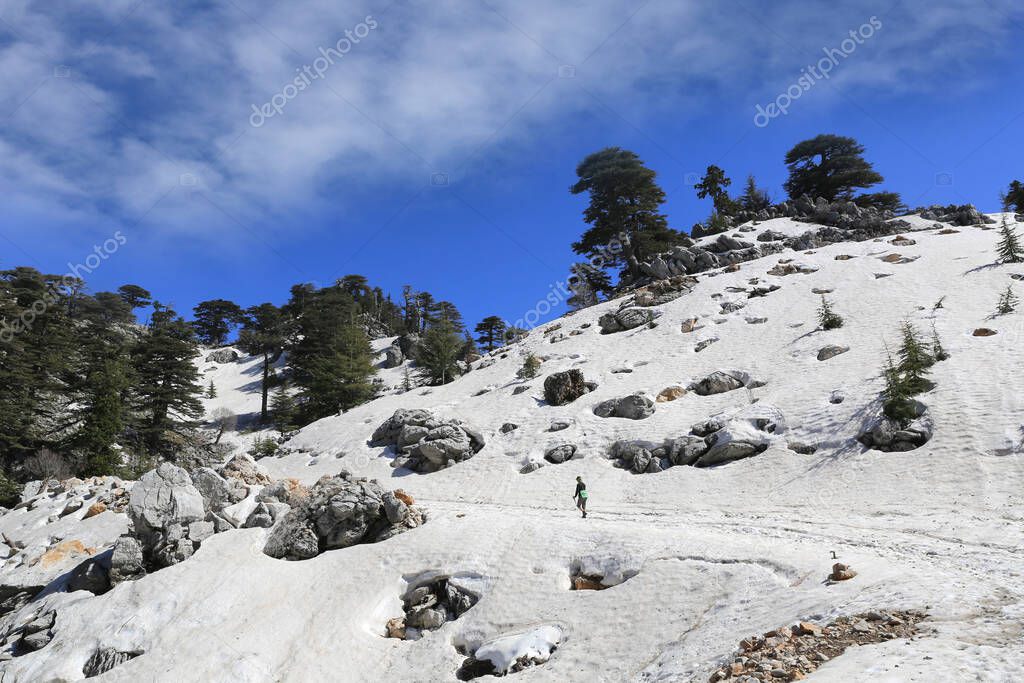 Paisaje con sendero a la cima de la montaña entre nieve y cedros ...