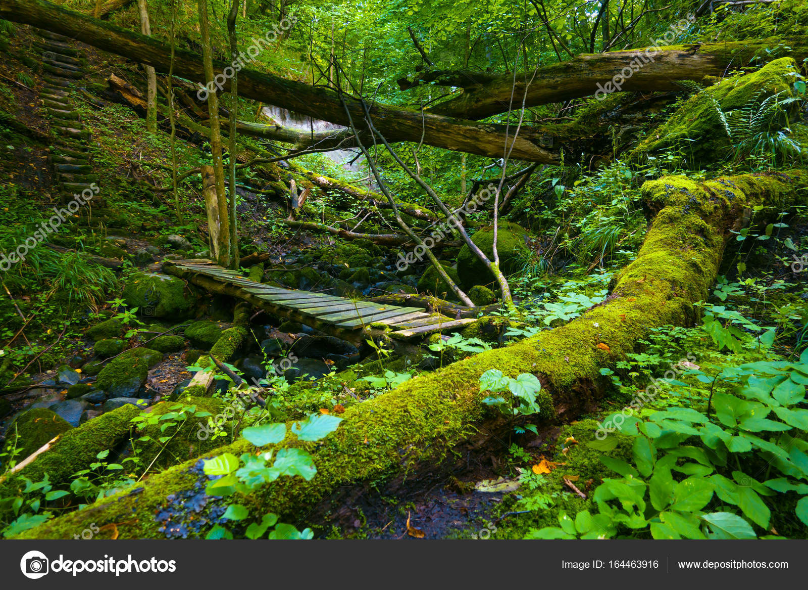 Overgrowth ravine in the forest Stock Photo by ©toxawww 164463916