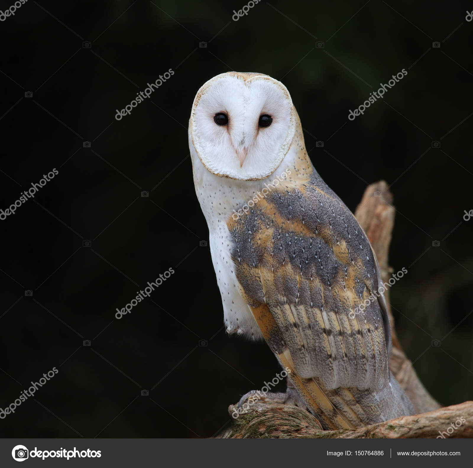 Close Back Barn Owl Tyto Alba Stock Photo by ©ca2hill 150764886