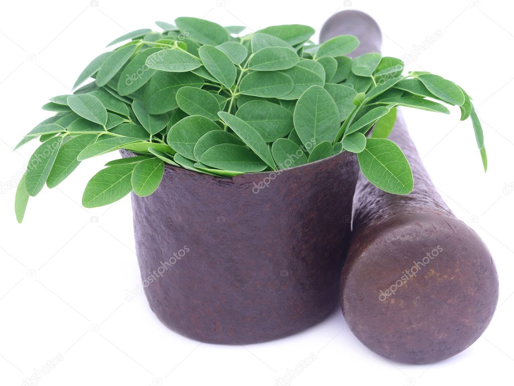 Hojas comestibles de moringa en un mortero vintage 2024
