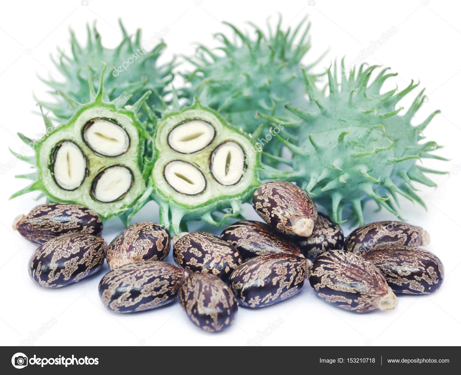 Dry and green castor beans — Stock Photo © bdspn74 #153210718