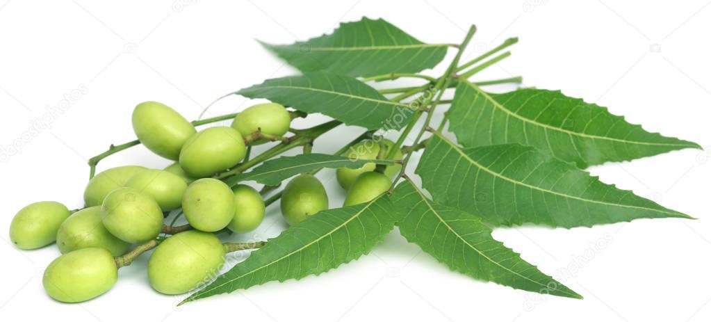 Medicinal neem leaves with fruits — Stock Photo © bdspn74 #159766338