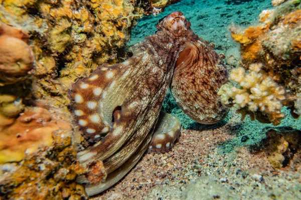 Octopus croatia Stock Photos, Royalty Free Octopus croatia Images ...