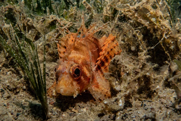 Colorful Sea Robin