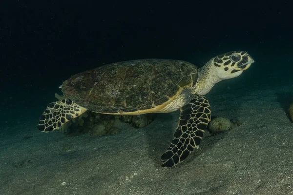 Loggerhead sea turtle Stock Photos, Royalty Free Loggerhead sea turtle ...