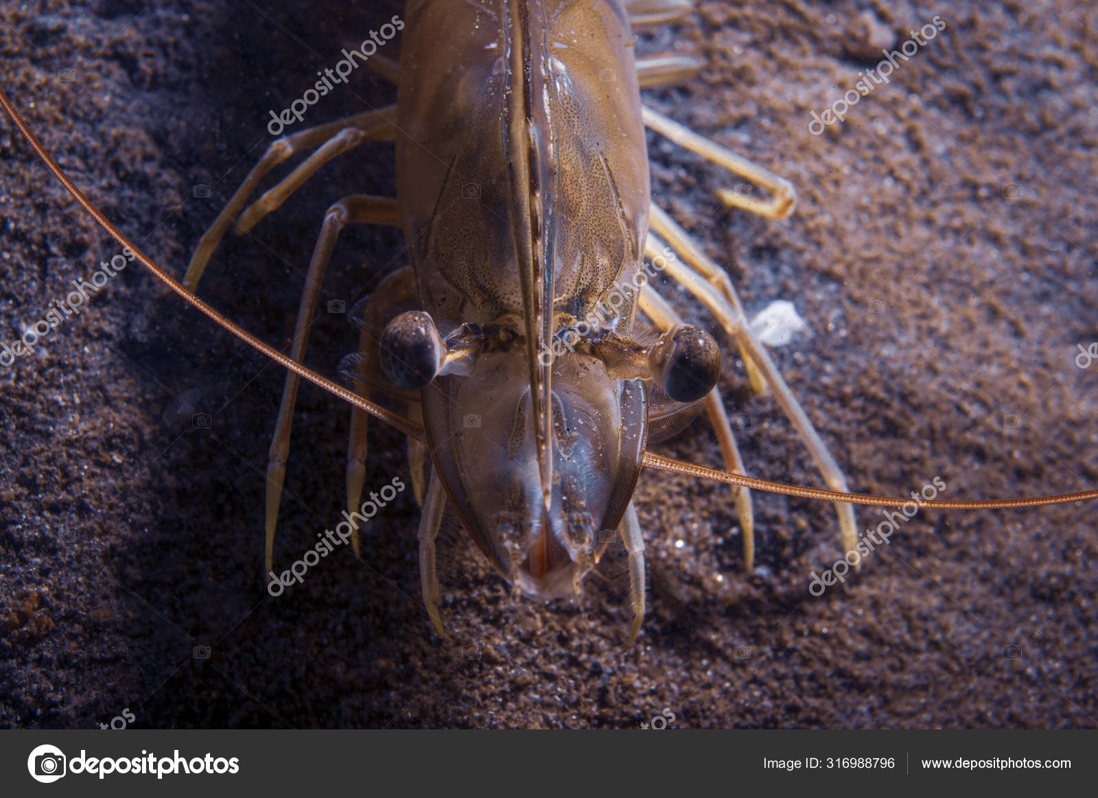 Close Prawn Showing It's Compound Eyes Stock Photo by ©thediver123 ...