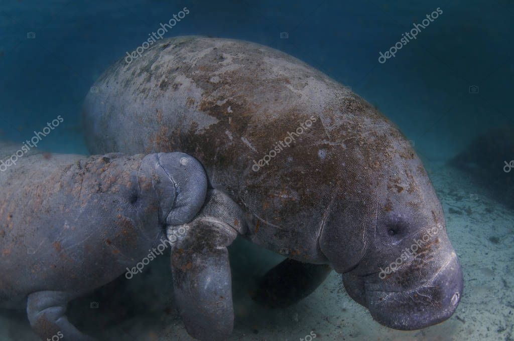 Una cría de manatí joven amamantando desde su amarradero 2025